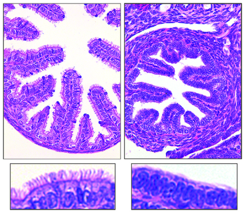 oviductos de ratones con el gen GEMC1 Oviduct_wildtype_NoGMC1_press ...