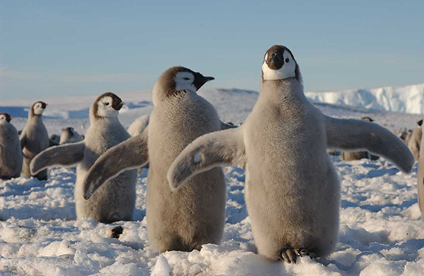 Ante el hielo, caminar ‘como un pingüino’ para evitar lesiones por ...