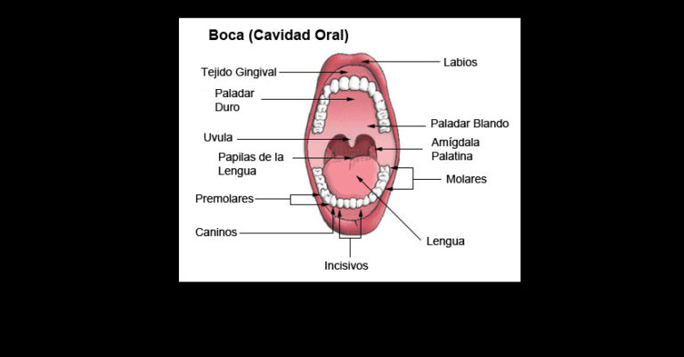 (portada) boca cavidad bucal estructura dientes permanentes - Farmacosalud